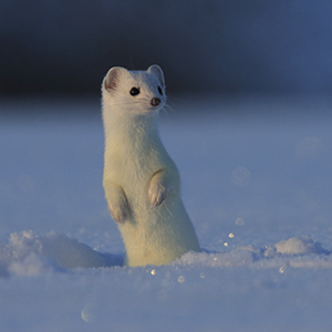 Medien – Naturmuseum Solothurn